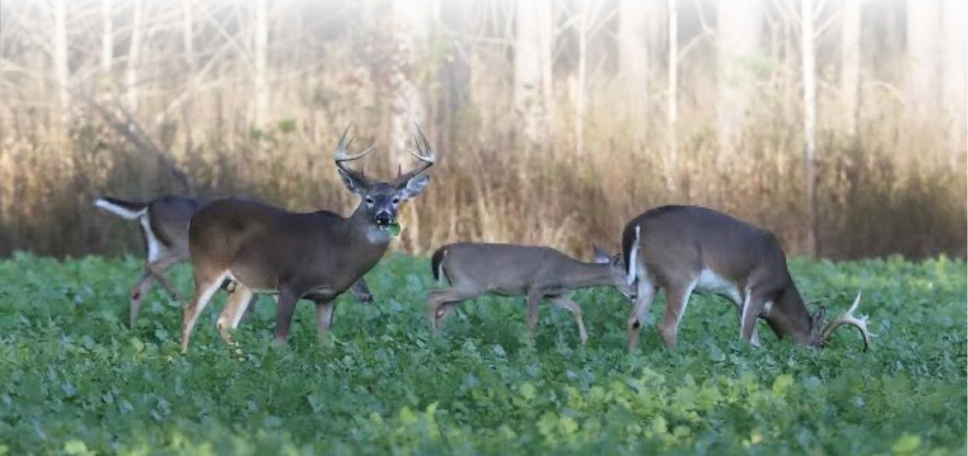 Buck Busters Seed Company