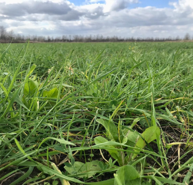 Buck Busters Seed Company